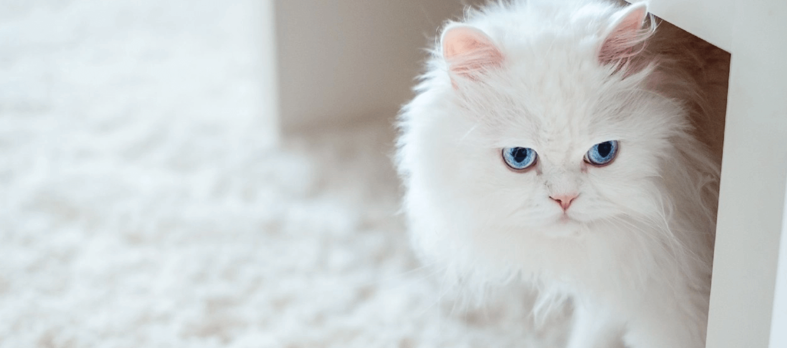 Learn About Different Cat Breeds, Their Personalities and What Makes ...